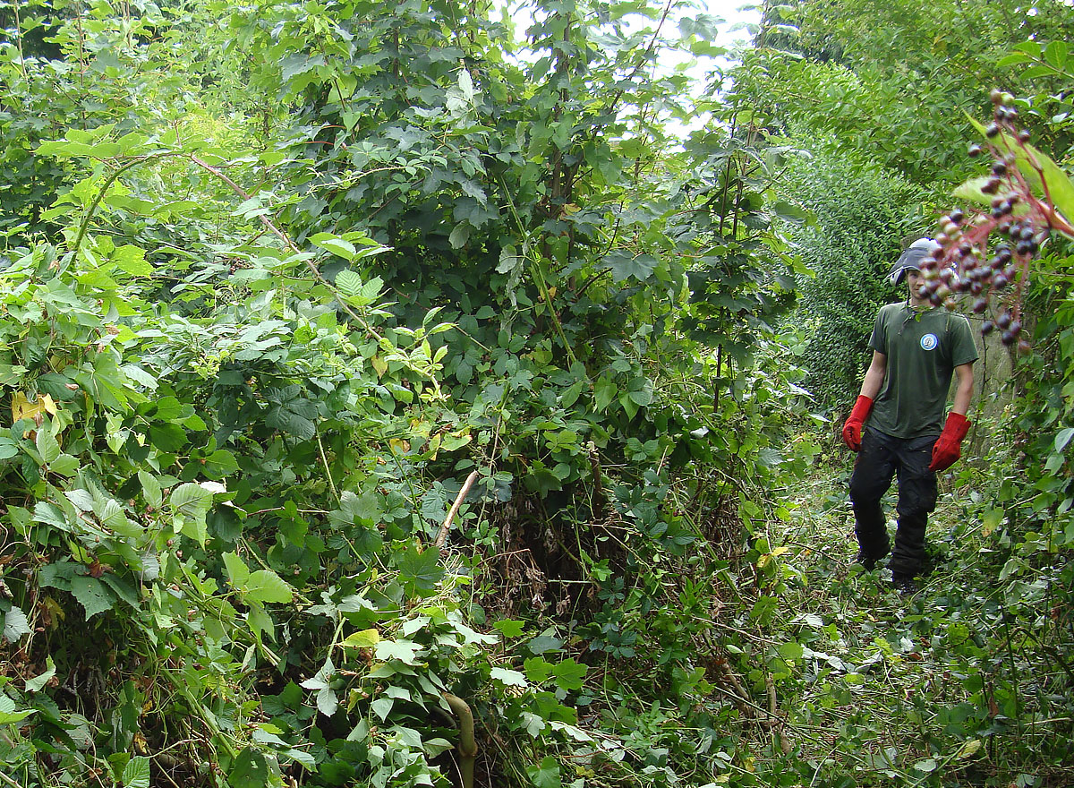 Ivy/Climber removal for Surrey, Hampshire and West Sussex - Blue Sky ...