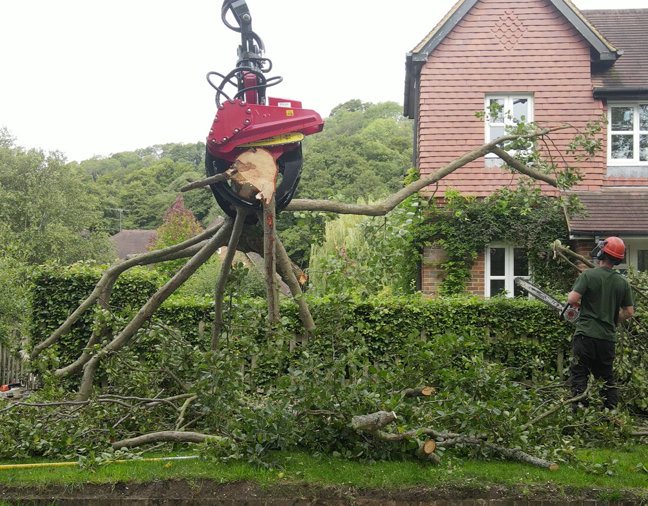 Tree Mechanical Dismantling for Surrey and Home Counties
